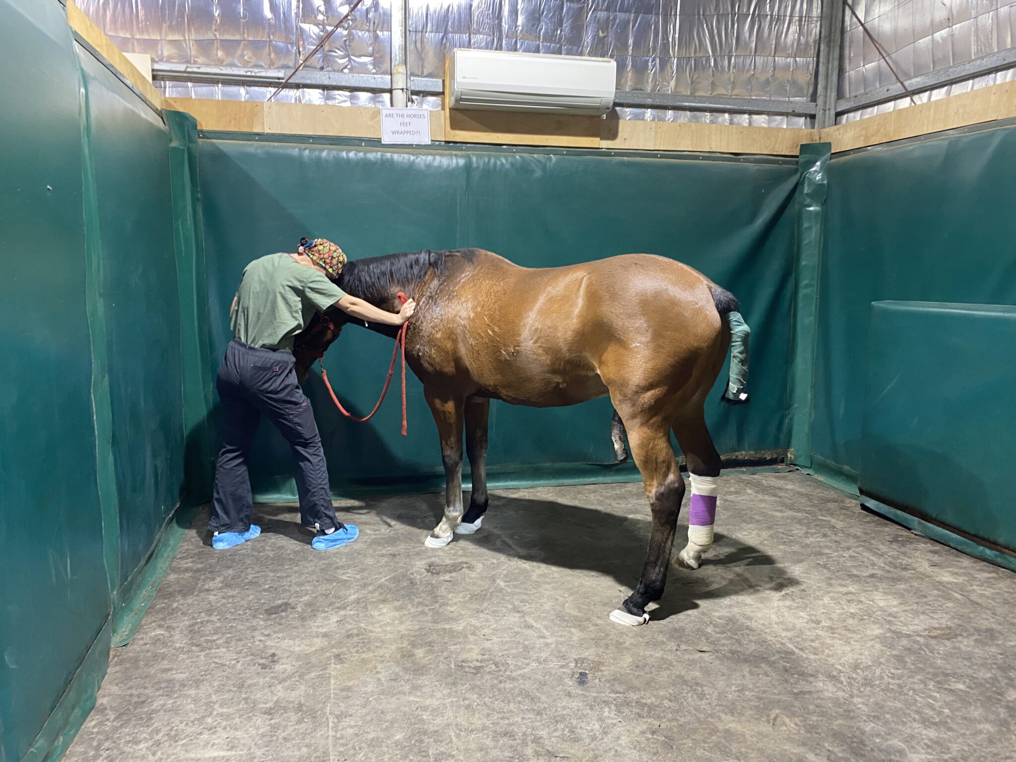 Surgery - Welcome To Belvoir Equine Hospital