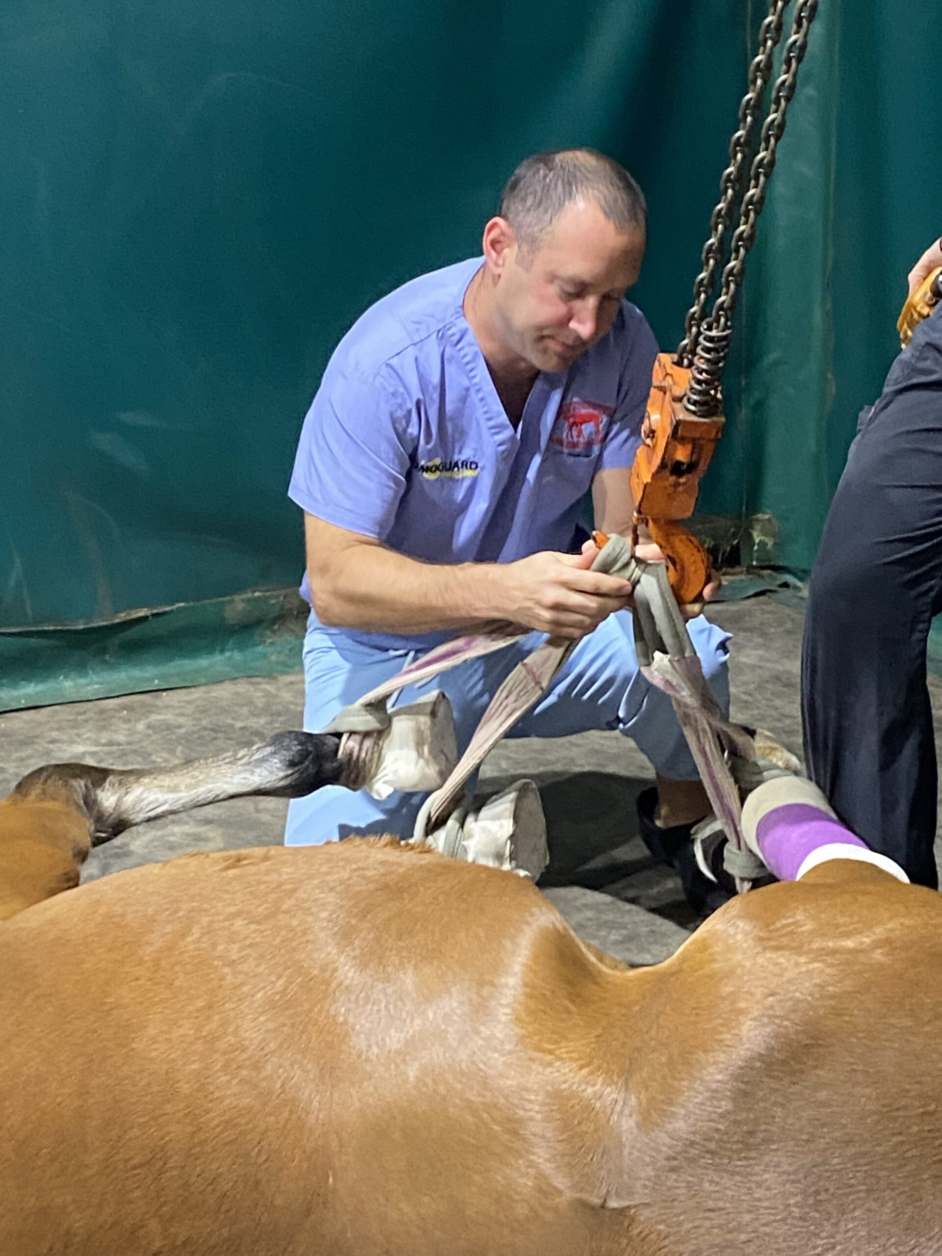 Surgery - Welcome To Belvoir Equine Hospital