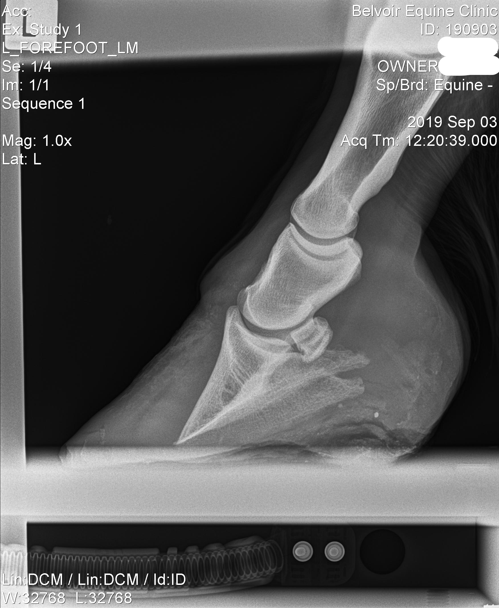 Radiology - Welcome To Belvoir Equine Hospital